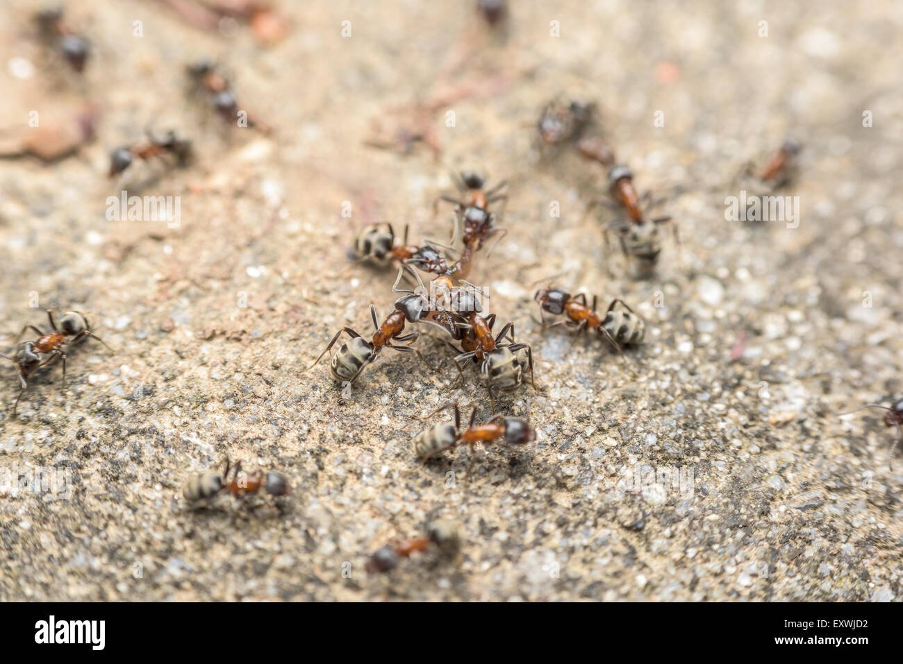 Ants food hi-res stock photography and images - Alamy