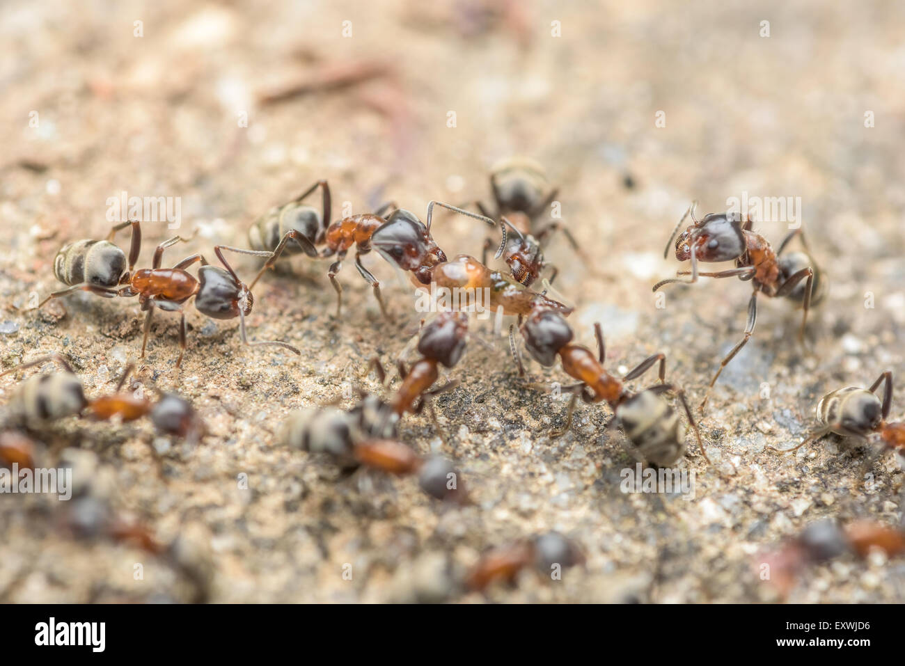 Ants carrying food hi-res stock photography and images - Alamy