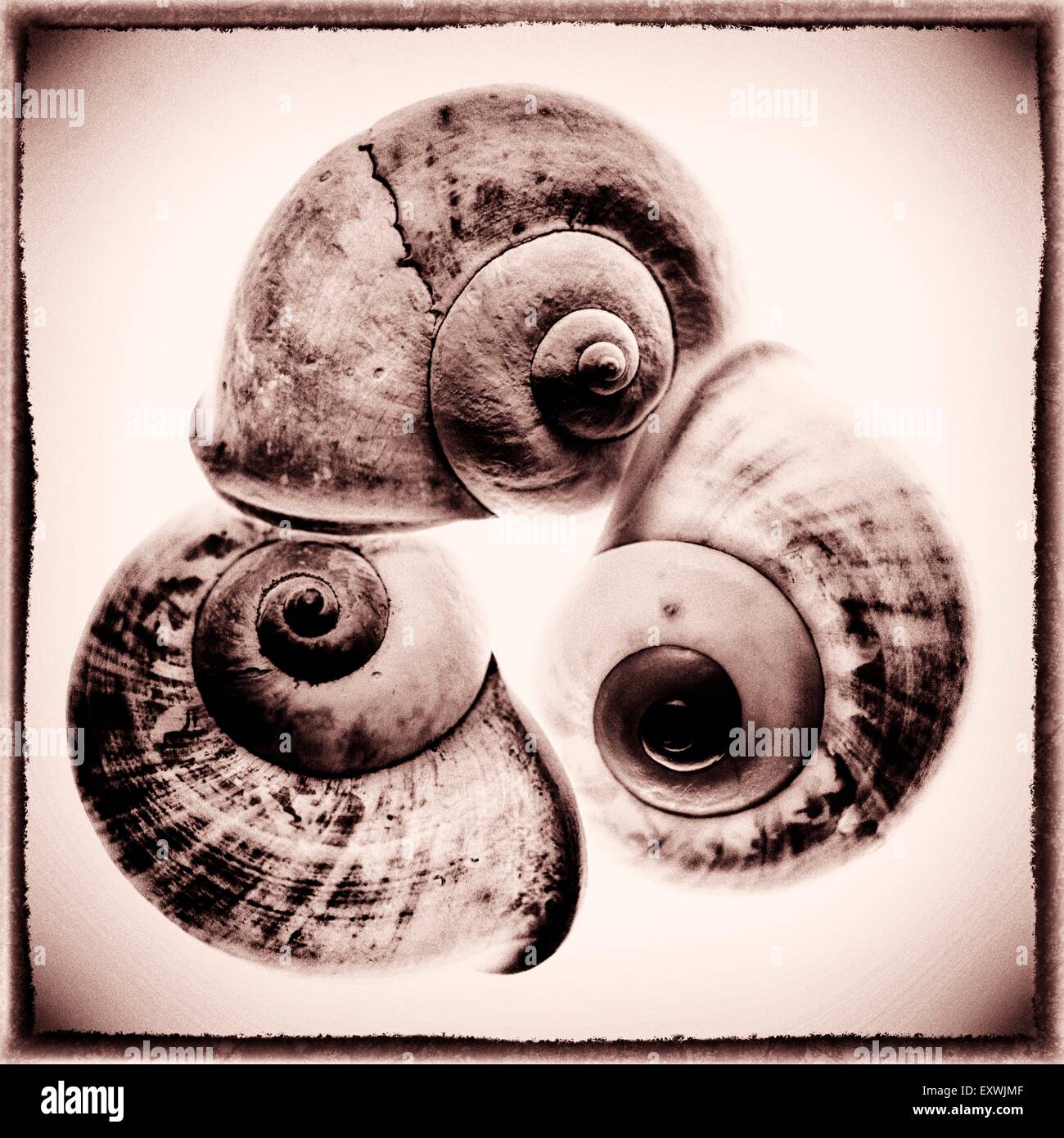 Snail shells hi-res stock photography and images - Alamy