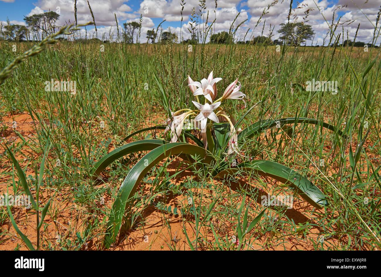 Flower of the kalahari hi-res stock photography and images - Alamy
