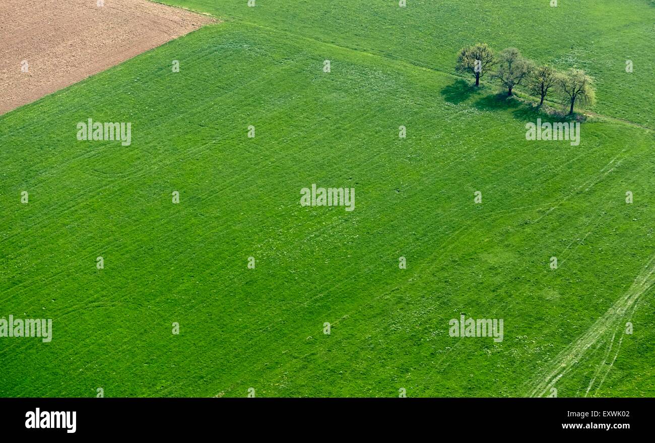 Trees on meadow, Stockach, Baden-Wuerttemberg, Germany Stock Photo - Alamy