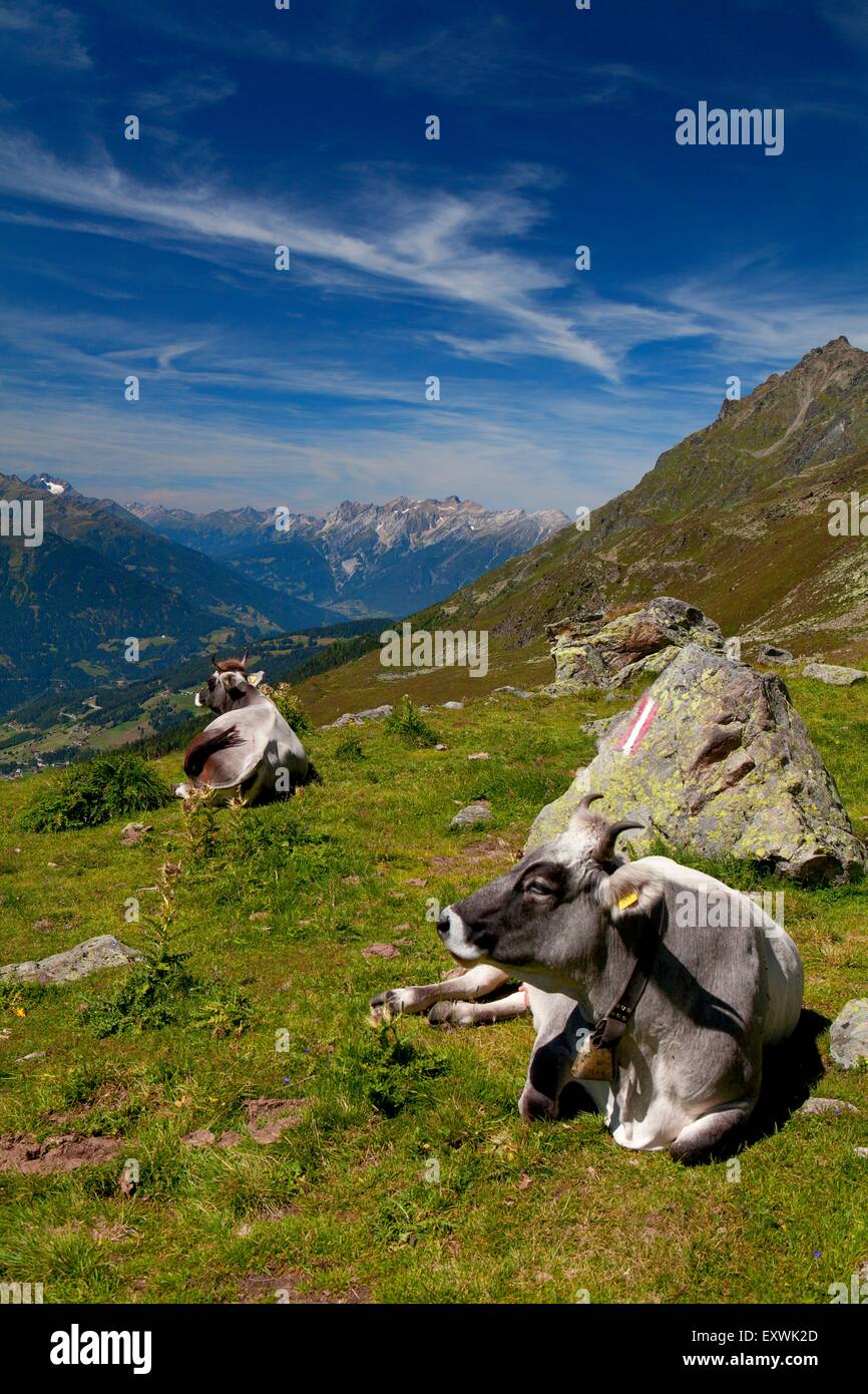 Cows on alpine pasture, Kaunertal, Tyrol, Austria Stock Photo - Alamy