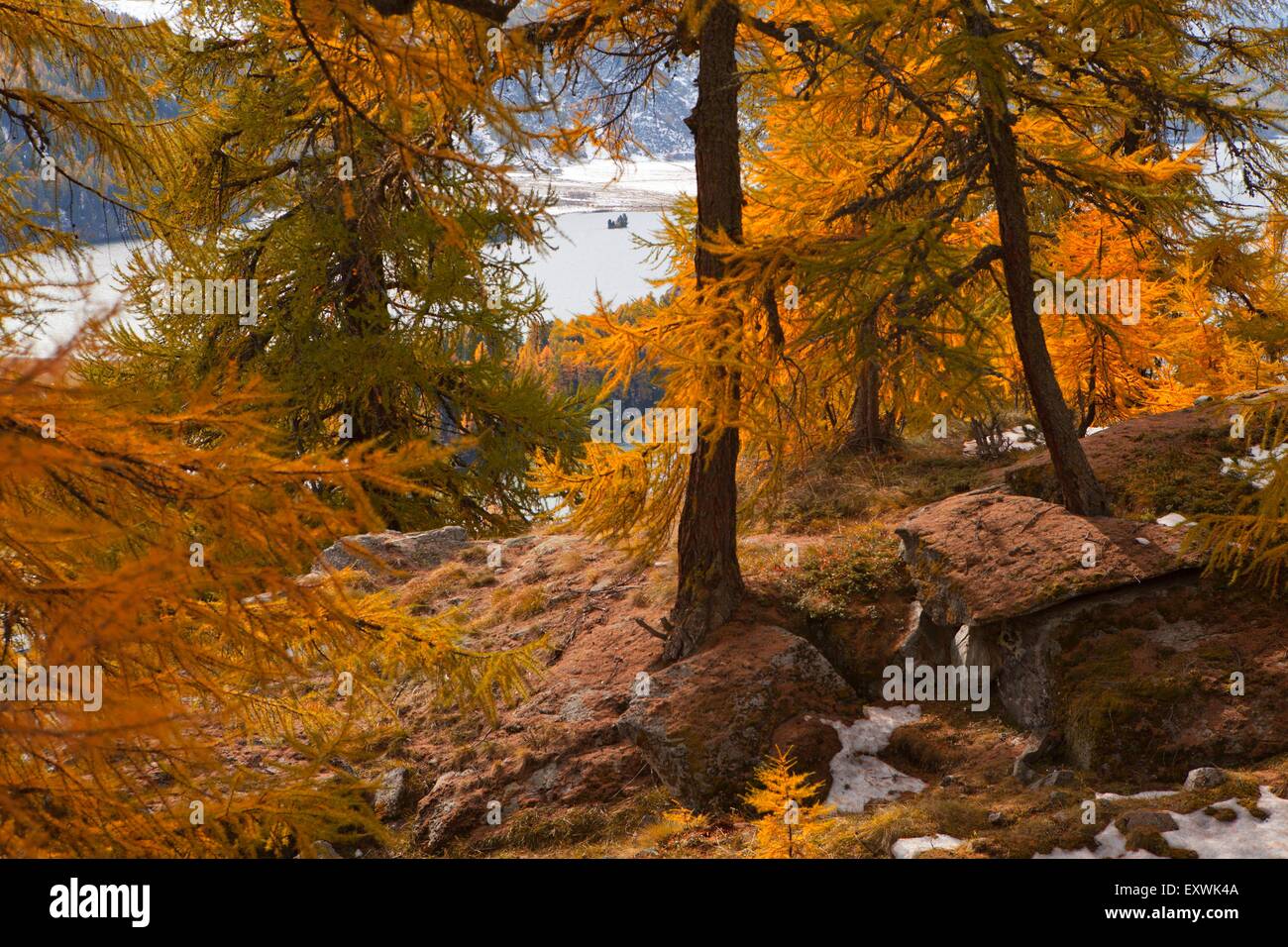 Larch at Lake Sils, Engadine, Grisons, Switzerland Stock Photo - Alamy