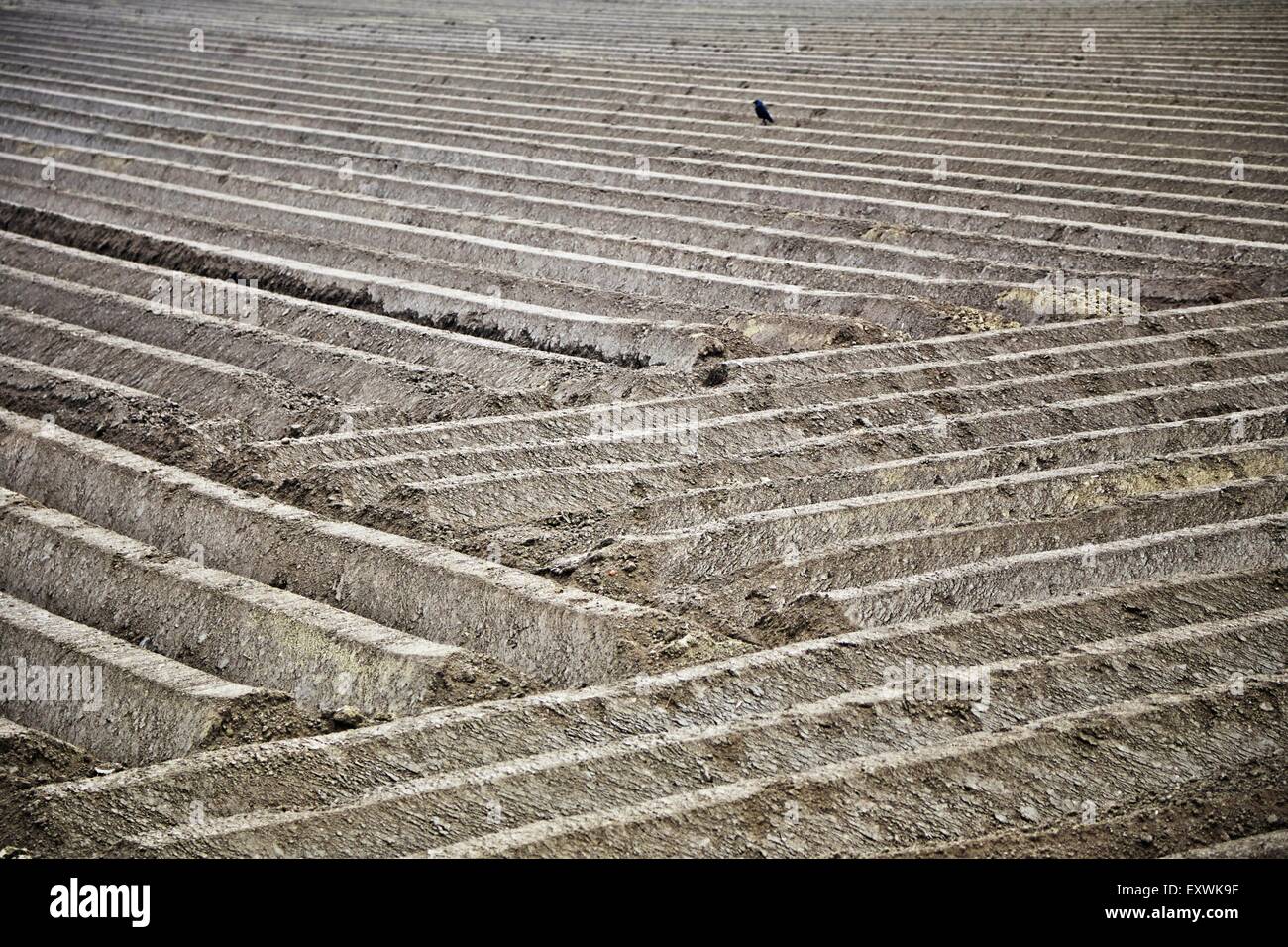 Crow on potato field, Damme, Belgium Stock Photo - Alamy