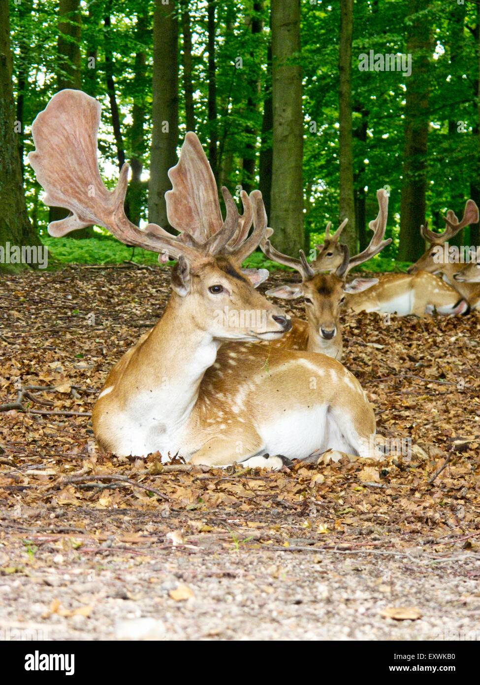 Deer in forest Stock Photo - Alamy