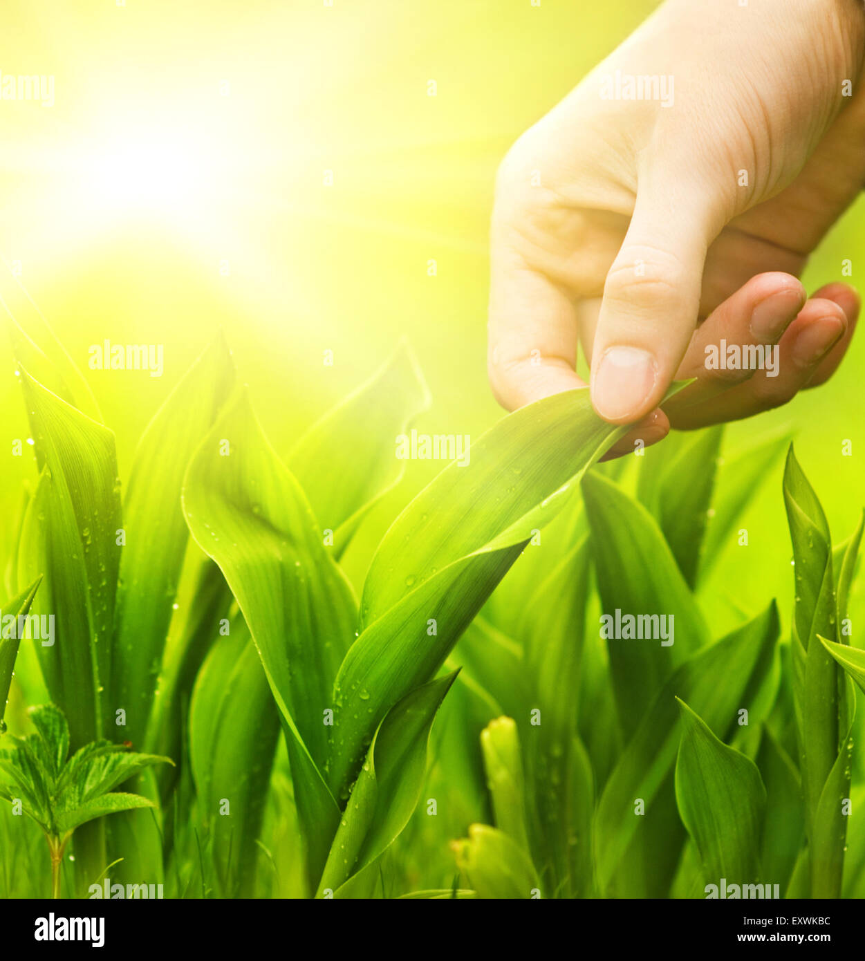 Human hand touching green grass. Environment conservation concept Stock ...