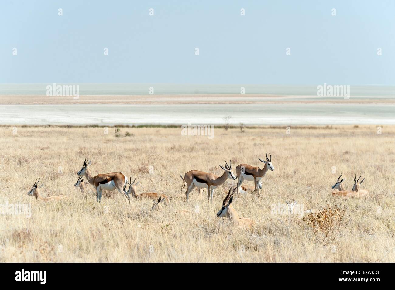 Springbok male with females, Etosha National Park, Namibia Stock Photo ...