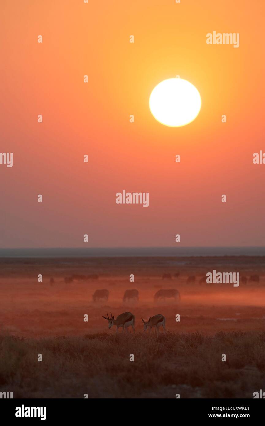 Springbok colours hi-res stock photography and images - Alamy