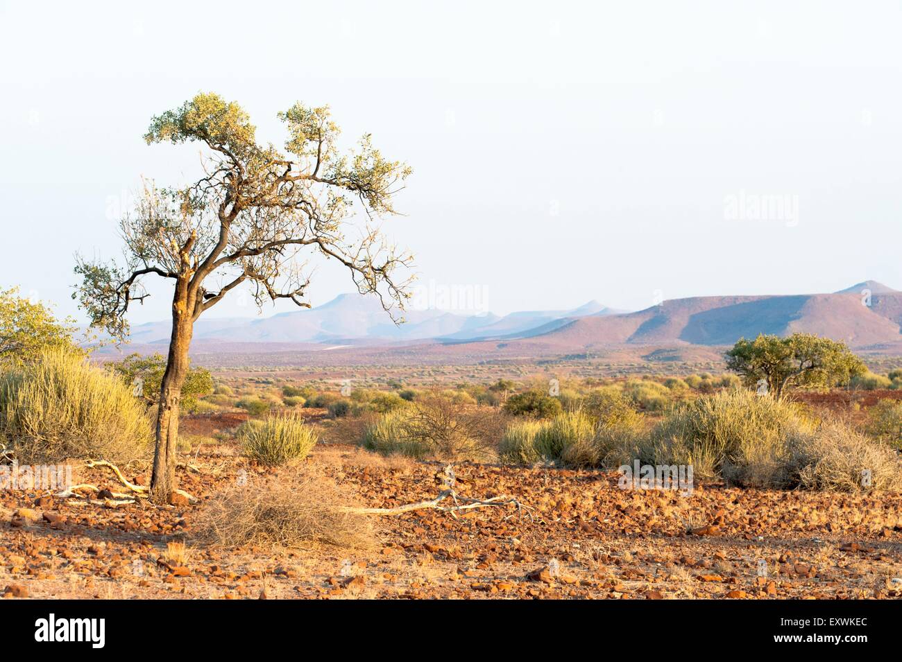 Single tree in a dry, open landscape in Kunene Region, Namibia Stock ...