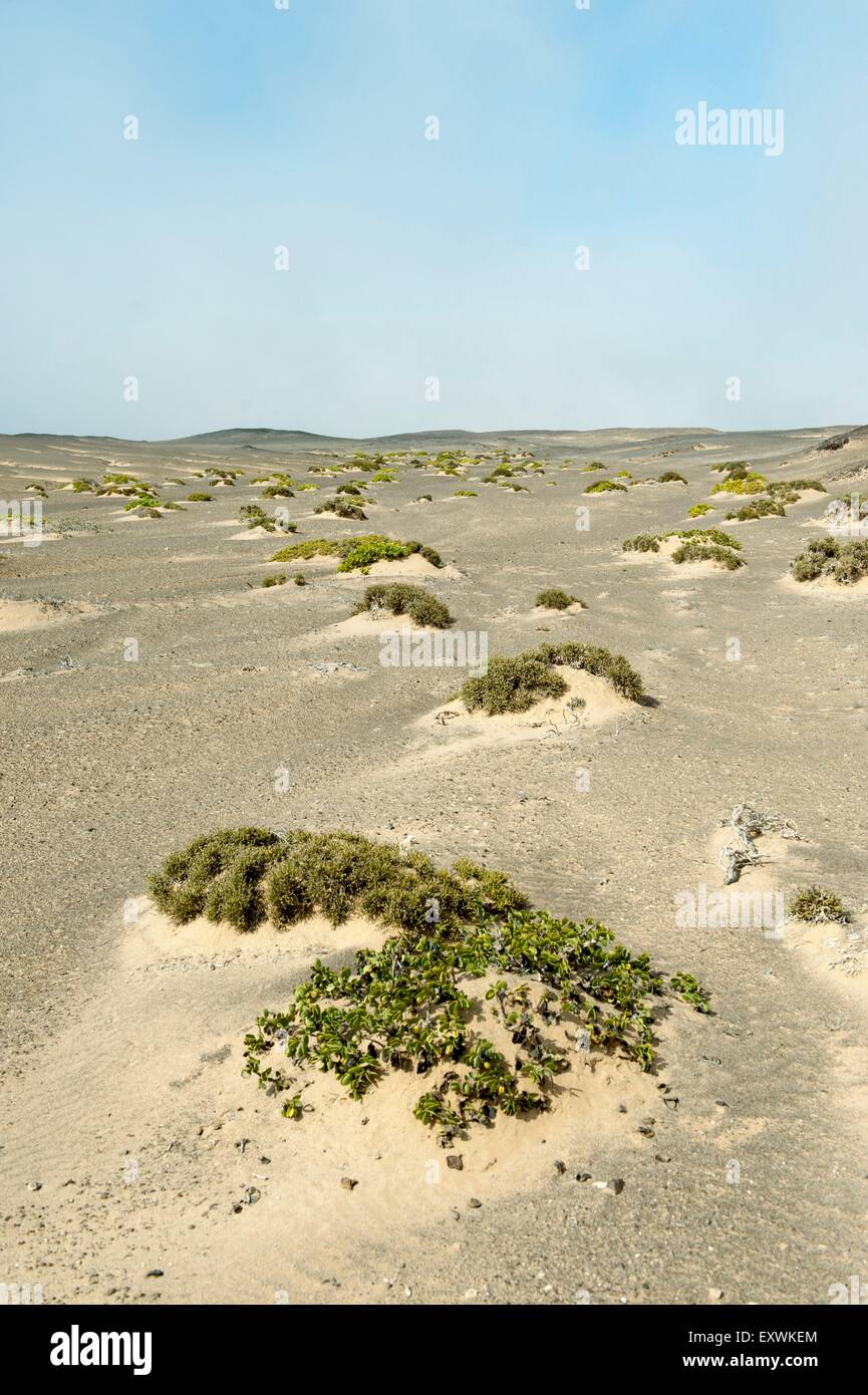 Sand dunes with sparse vegetation, Skeleton Coast National Park ...
