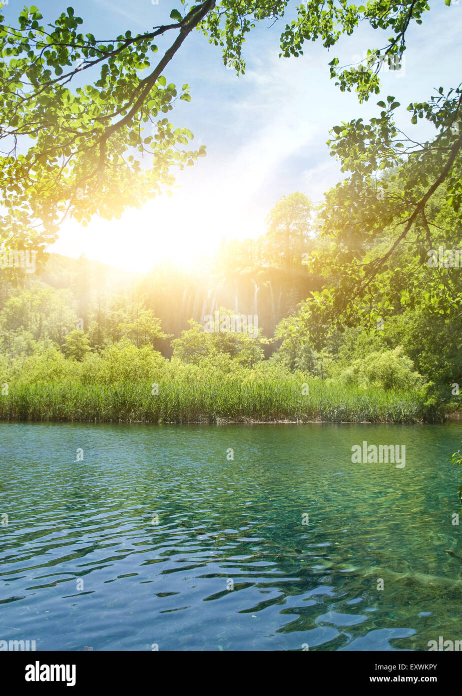 Sunshine in a forest Stock Photo - Alamy