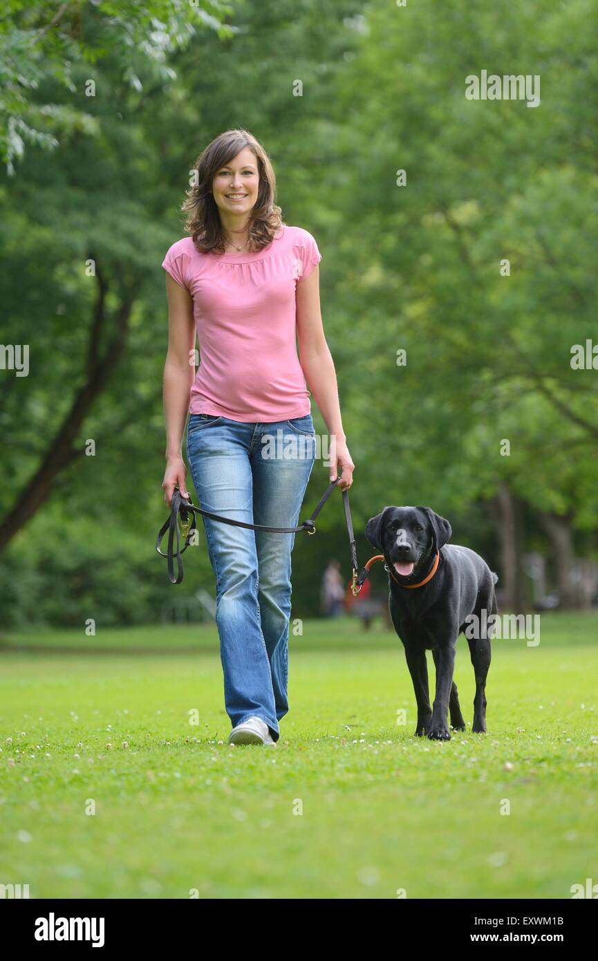 Black labrador on a walk hi-res stock photography and images - Alamy