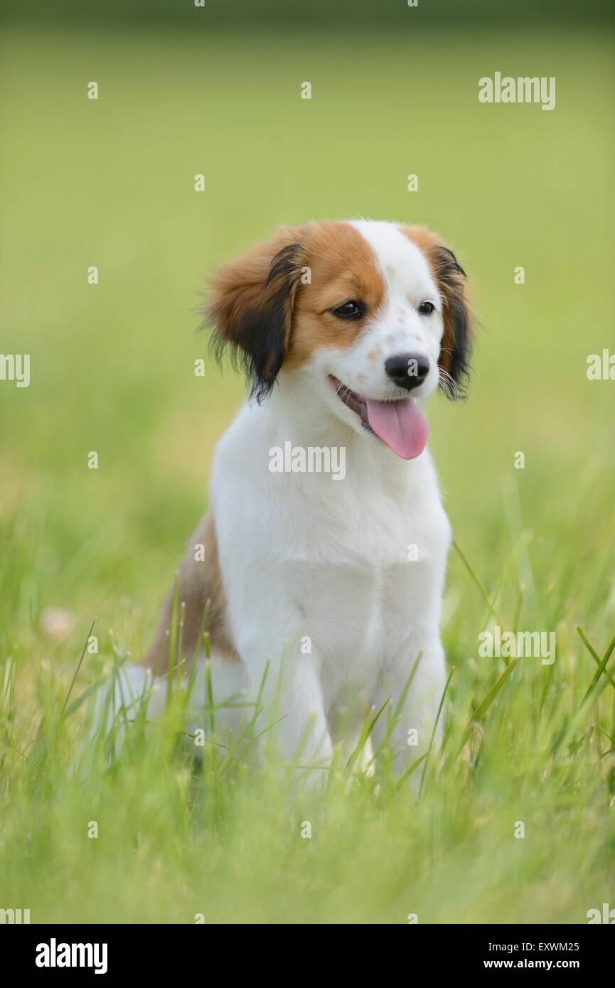 Nederlandse Kooikerhondje, Upper Palatinate, Germany, Europe Stock Photo - Alamy