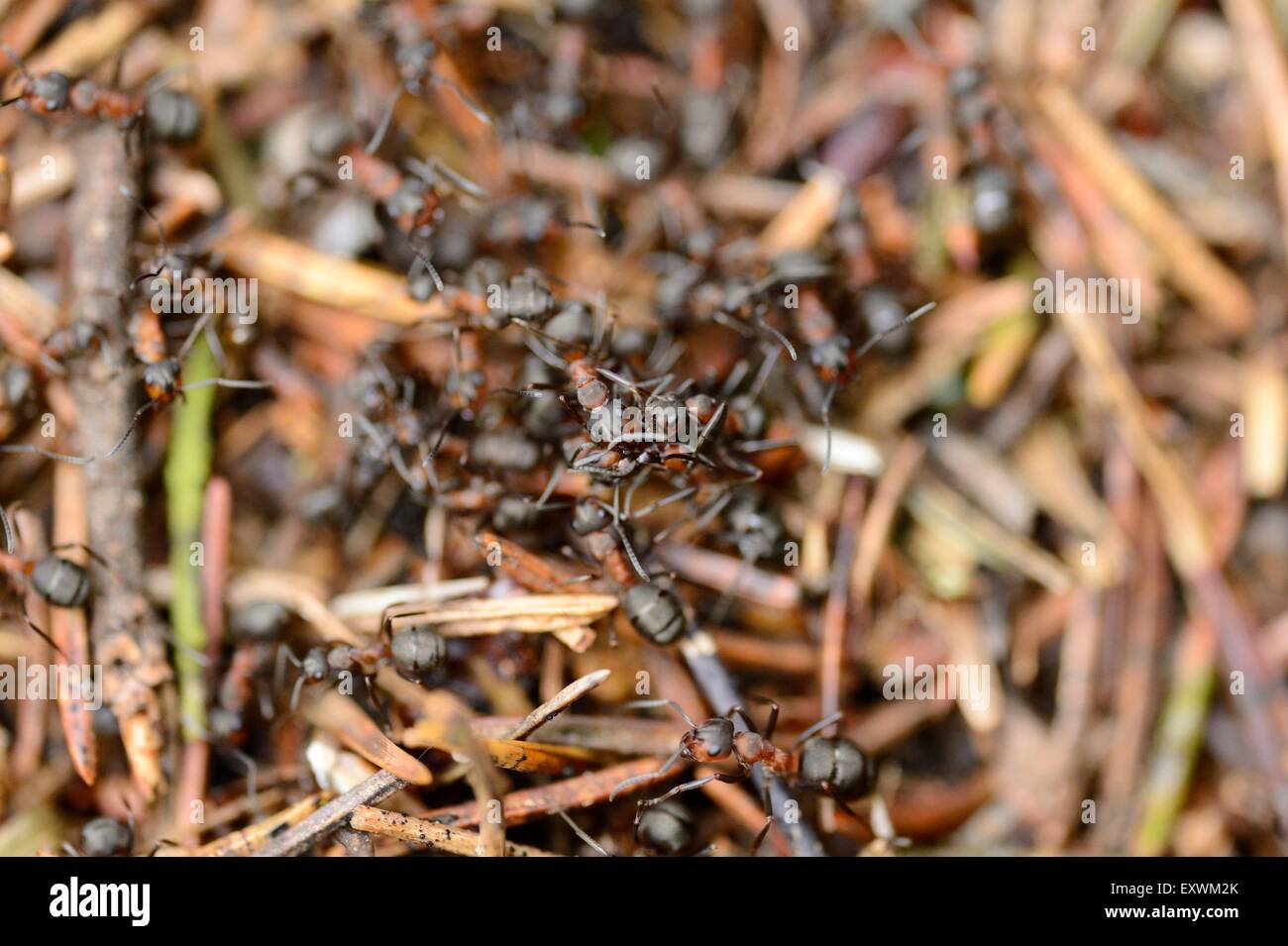 Group ants working together team hi-res stock photography and images ...