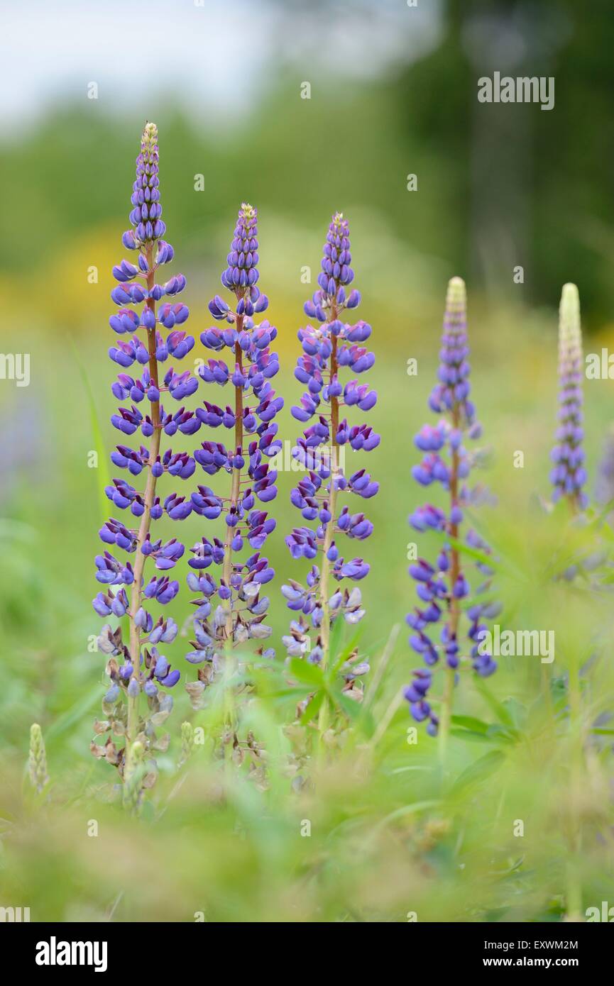 Nobody lupin hi-res stock photography and images - Alamy