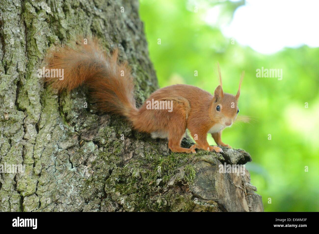 Squirrel on trunk tree hi-res stock photography and images - Alamy