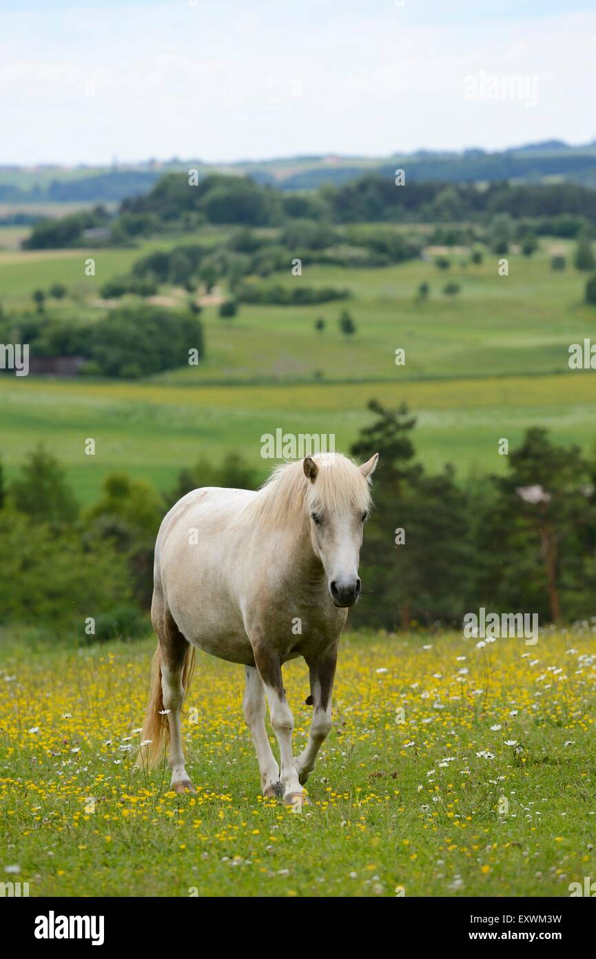 Full body pony hi-res stock photography and images - Alamy