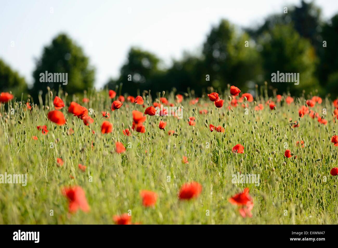 Field in colours hi-res stock photography and images - Alamy