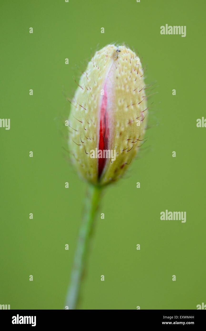 Corn poppy bud Stock Photo - Alamy