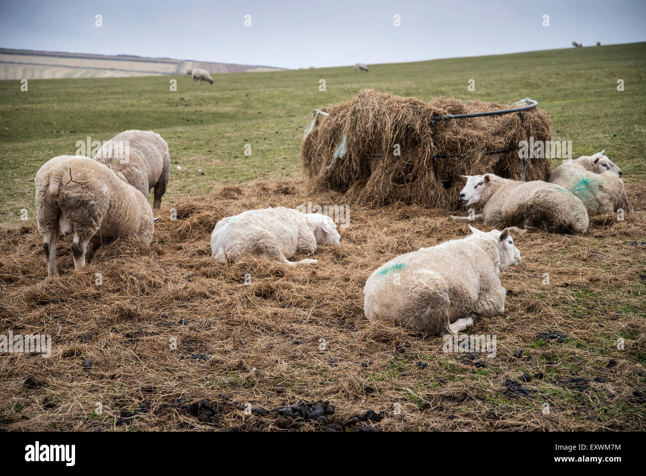 Sheep in farm landscape on sunny day in Peak District UK Stock Photo ...