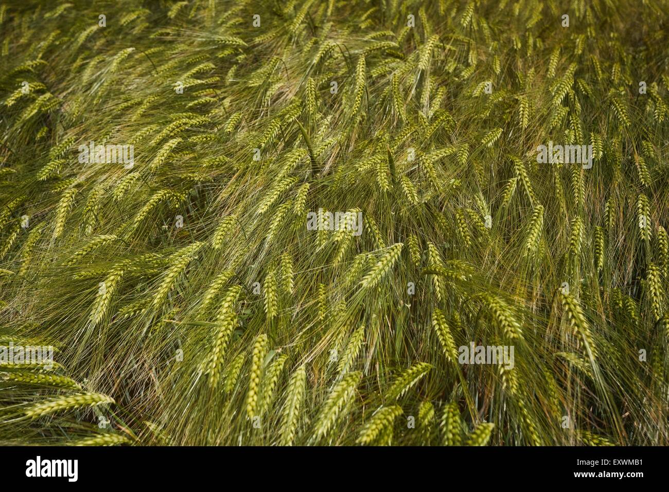 Ripening barley on field Stock Photo - Alamy