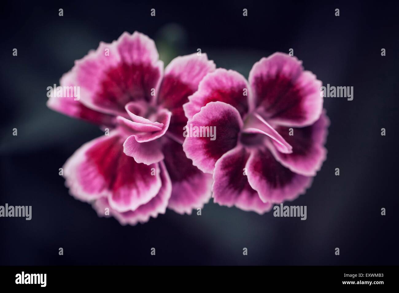 Carnation Plants High Resolution Stock Photography and Images - Alamy