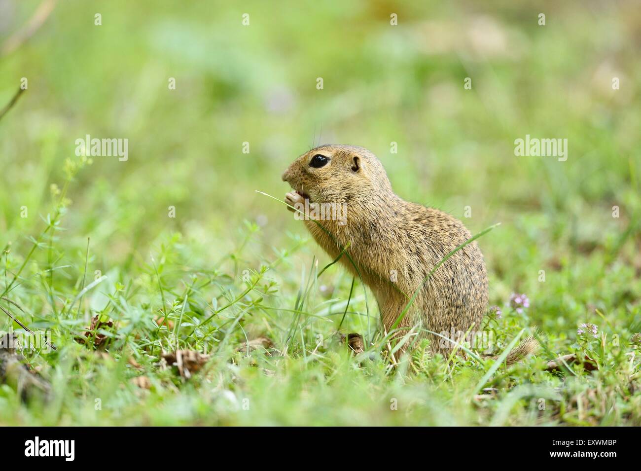 Ground squirrel gopher hi-res stock photography and images - Alamy
