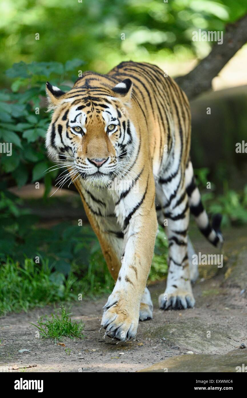 Siberian tiger walking hi-res stock photography and images - Alamy