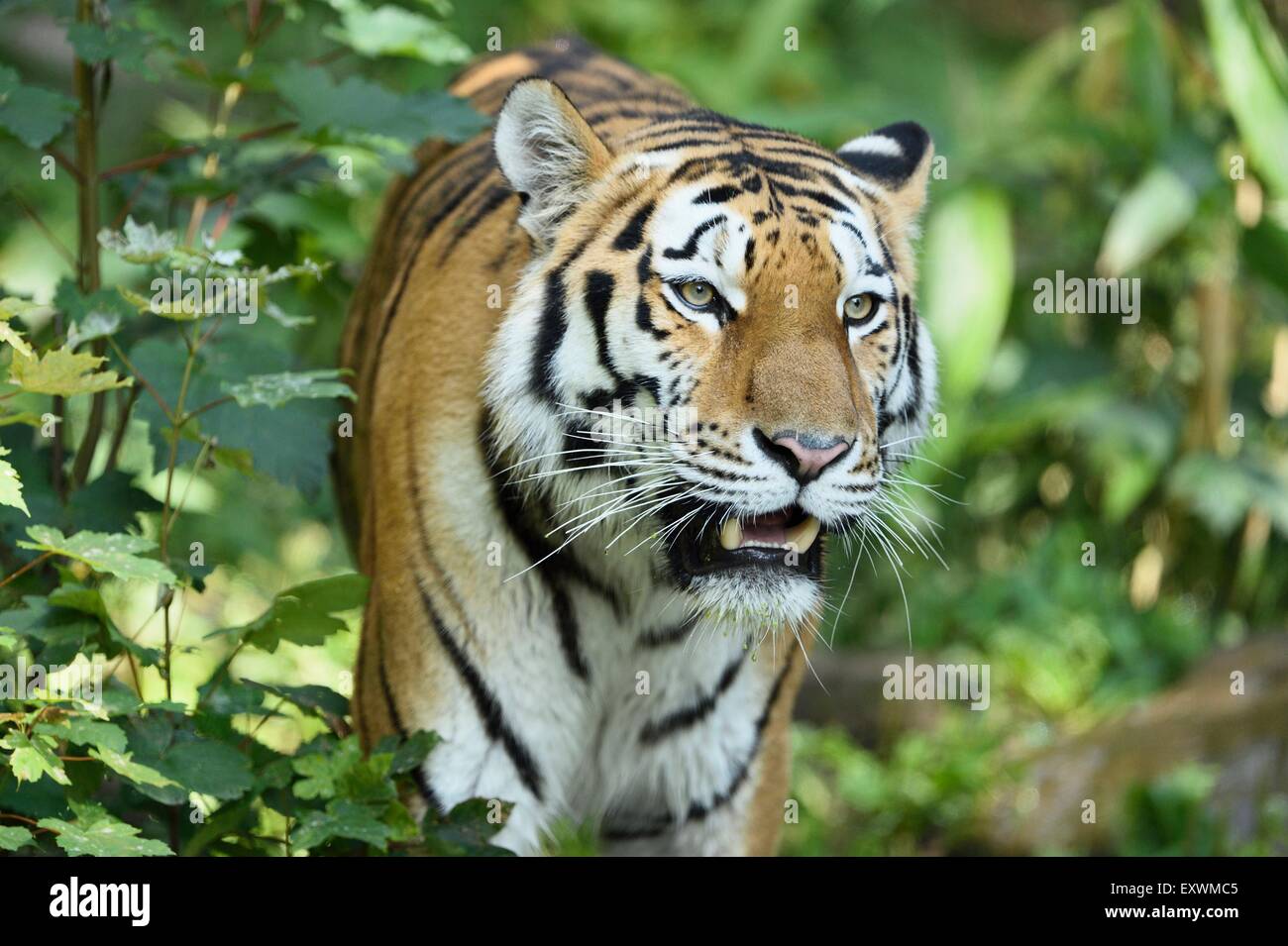 Tiger portraits hi-res stock photography and images - Alamy