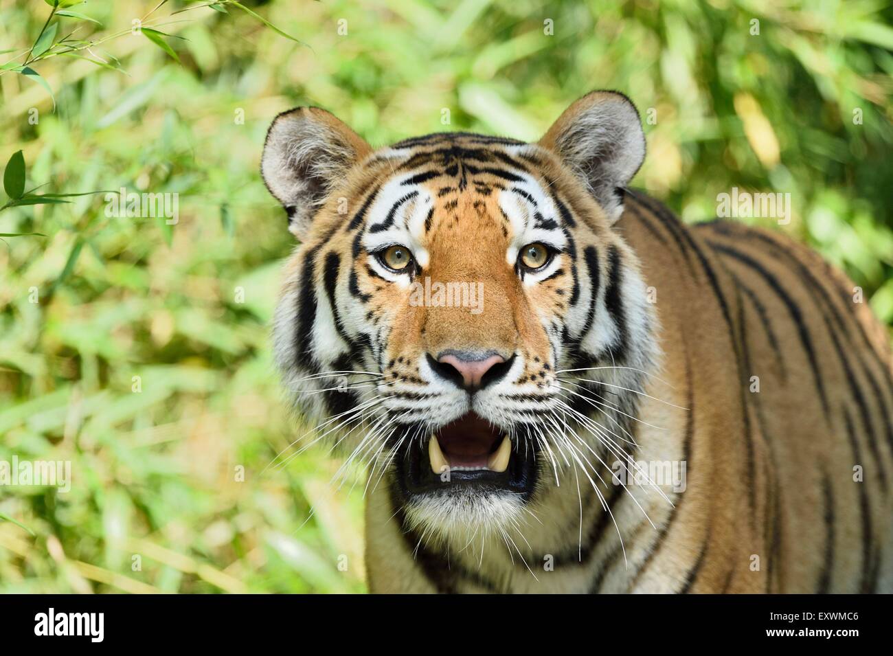 Tiger portraits hi-res stock photography and images - Alamy