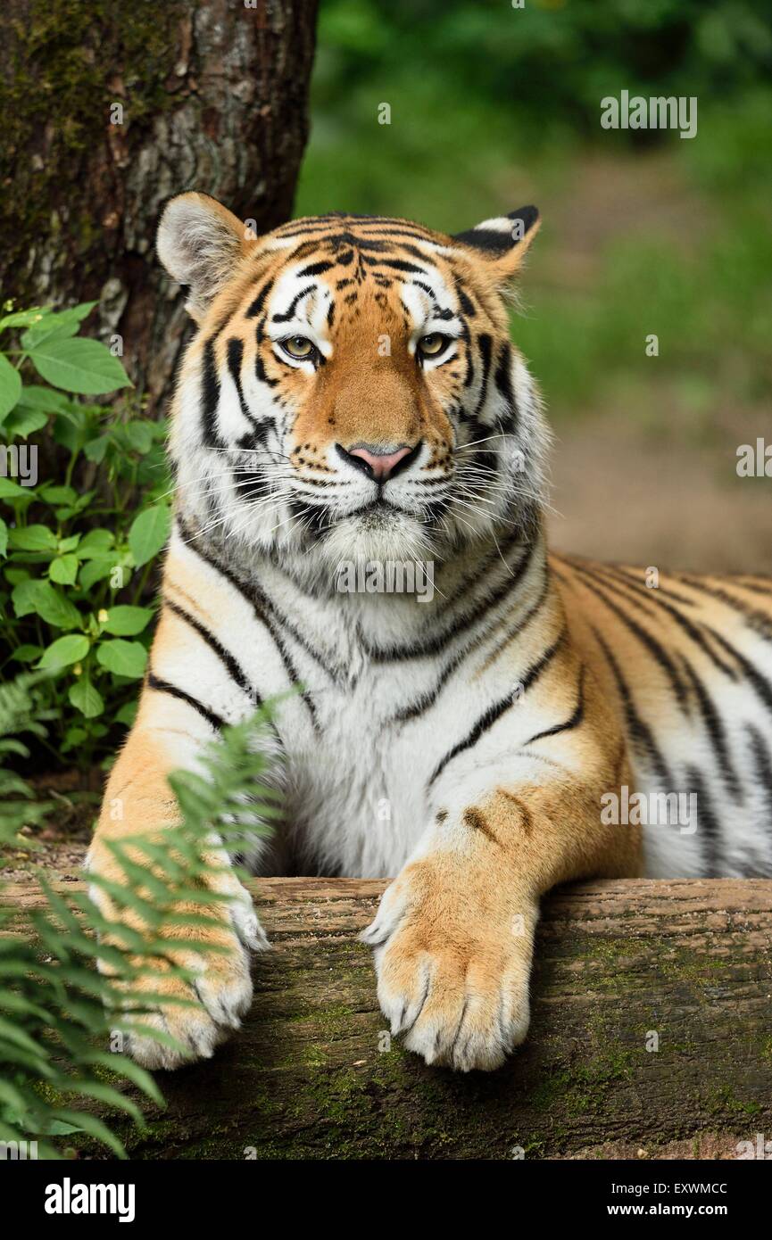 Tiger laying on ground hi-res stock photography and images - Alamy