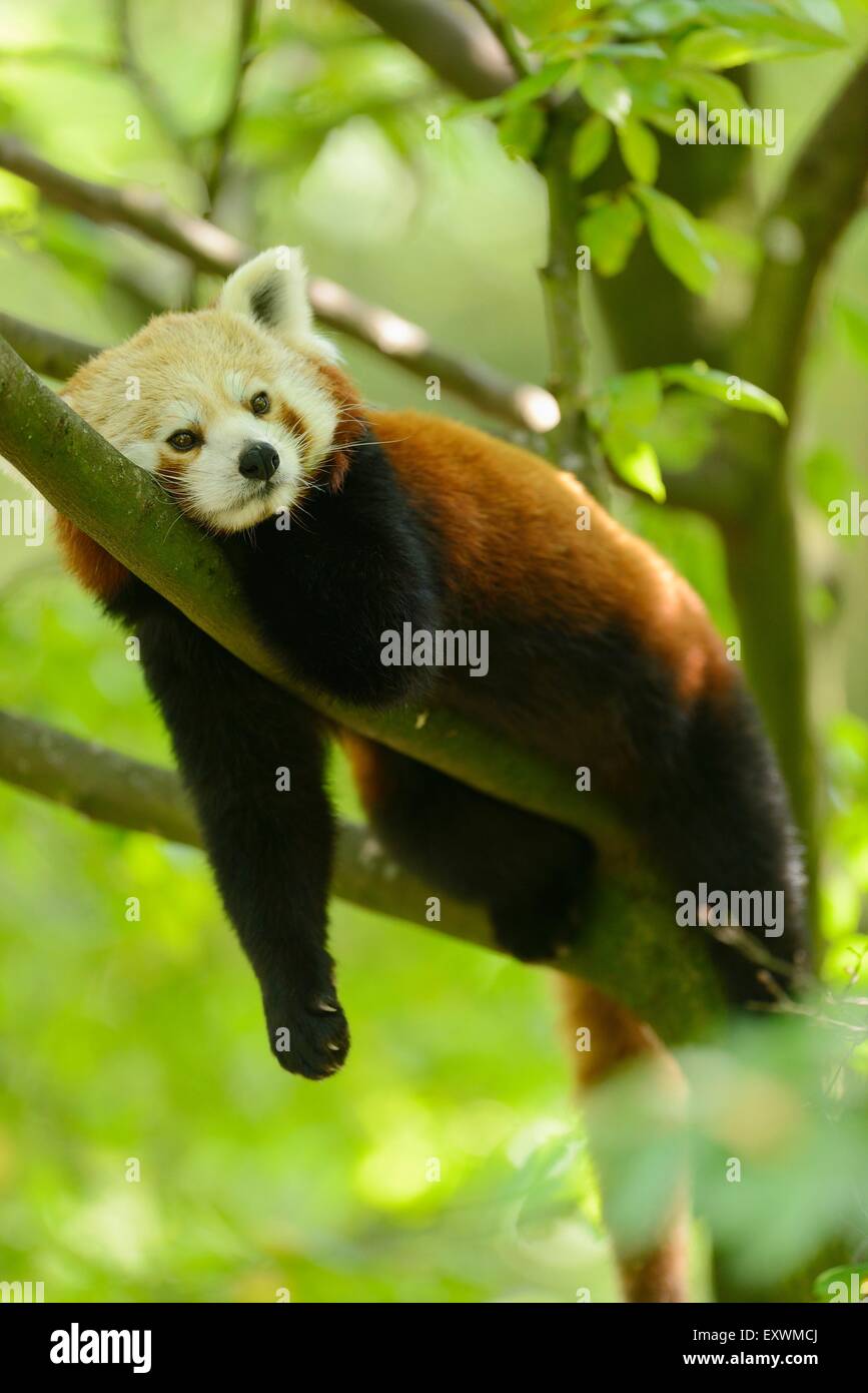 Red panda lying on branch hi-res stock photography and images - Alamy