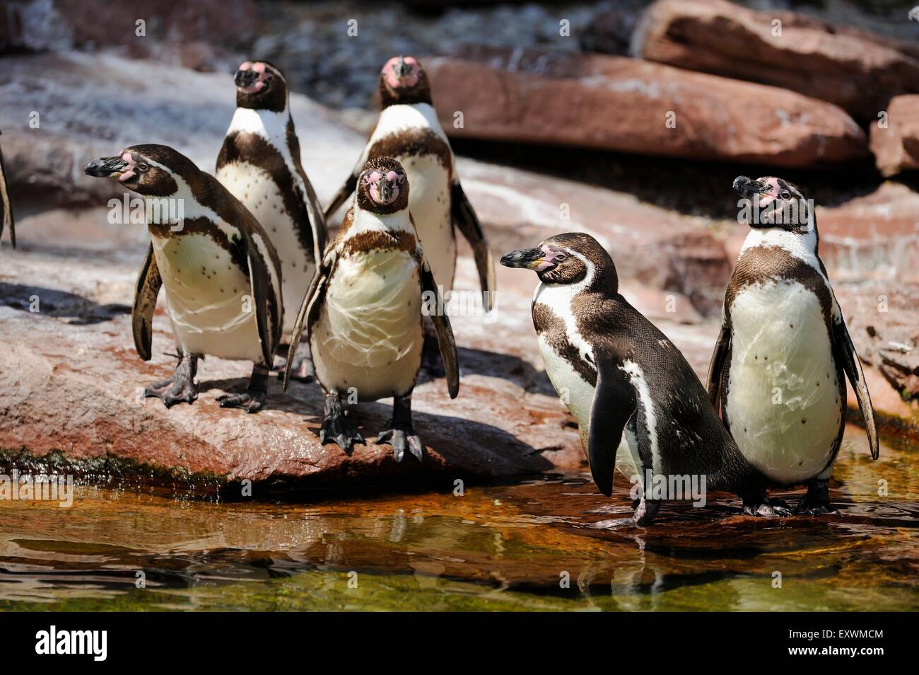 Penguin full body shot hi-res stock photography and images - Alamy