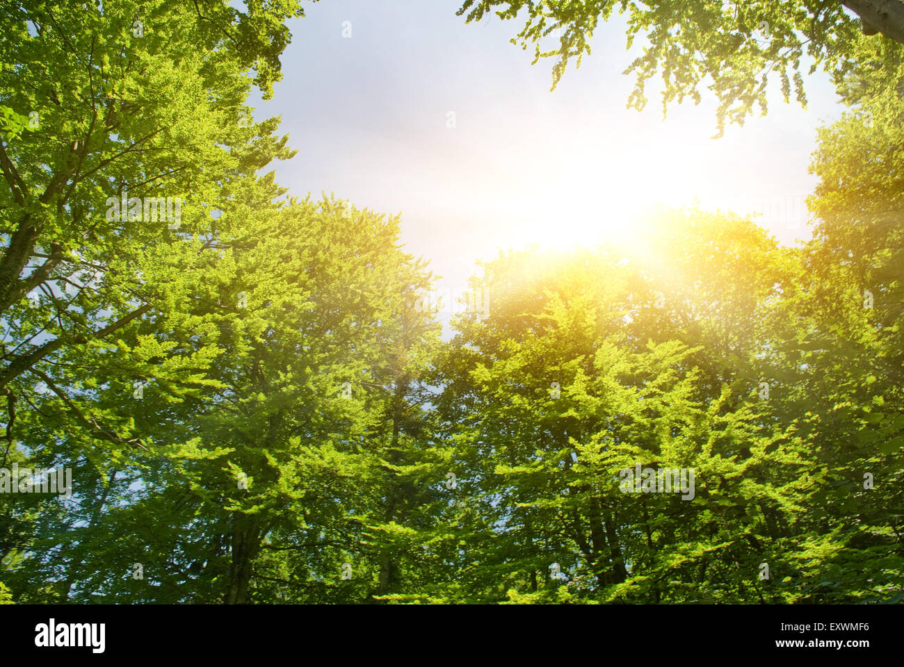 Sunshine in forest Stock Photo - Alamy