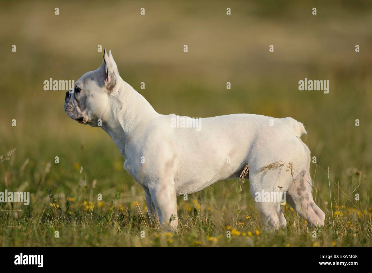 Side view of bulldog hi-res stock photography and images - Alamy