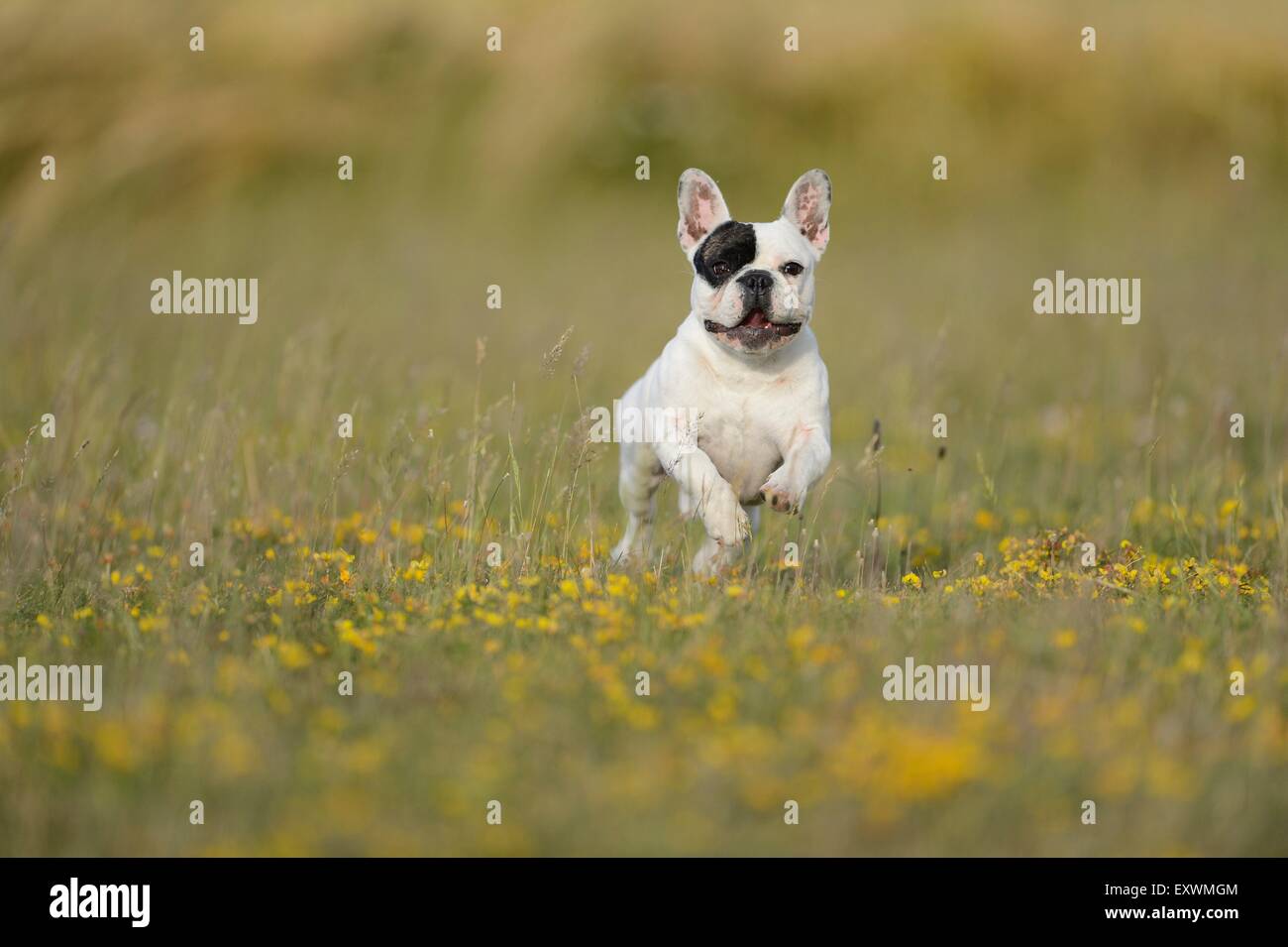 Why Do French Bulldogs Run Around Like Crazy