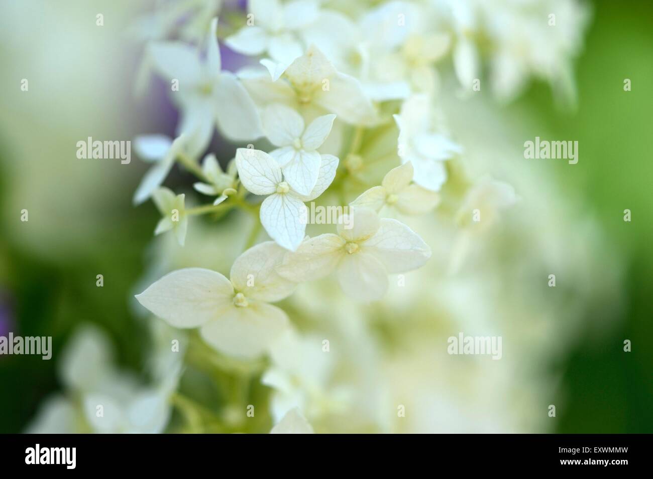 Bigleaf hydrangea hi-res stock photography and images - Alamy