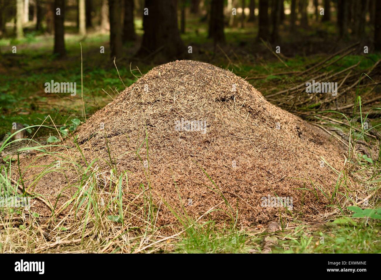 The forest to geography hi-res stock photography and images - Alamy