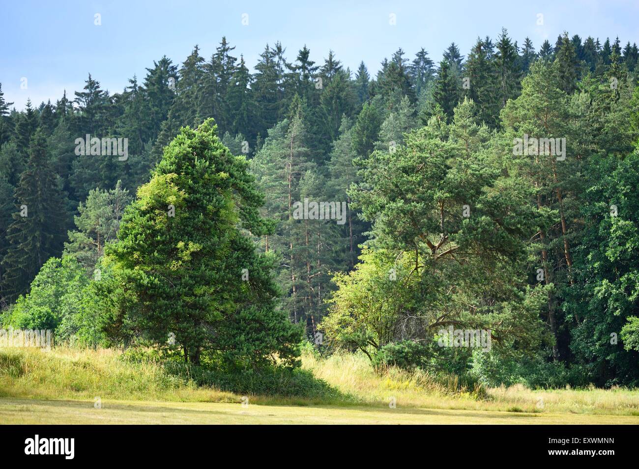 Southern pine tree hi-res stock photography and images - Alamy