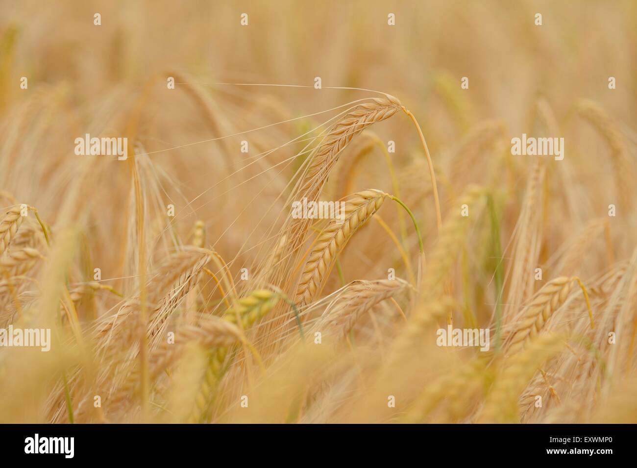 Barley field with hi-res stock photography and images - Alamy