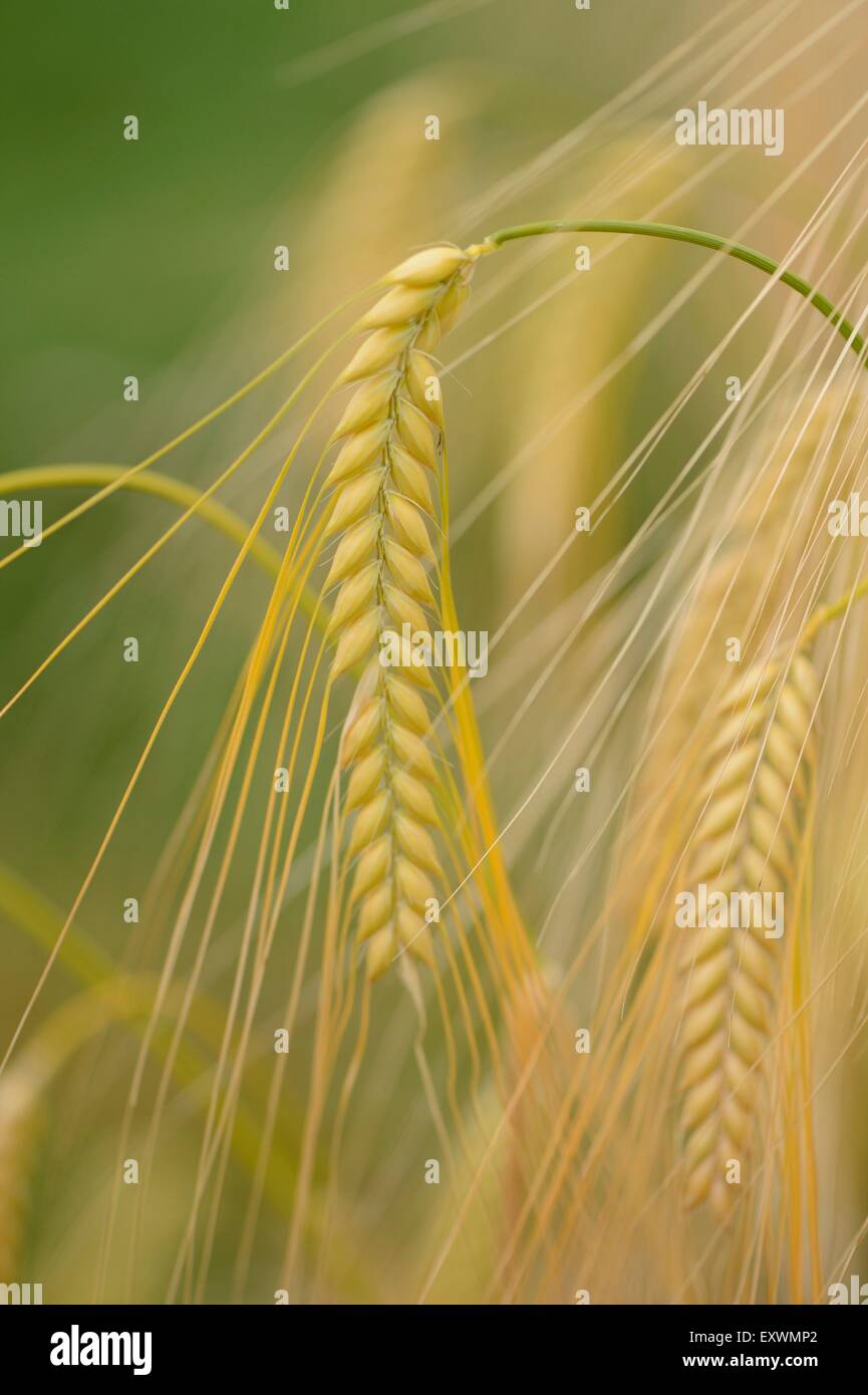 Barley field hi-res stock photography and images - Alamy