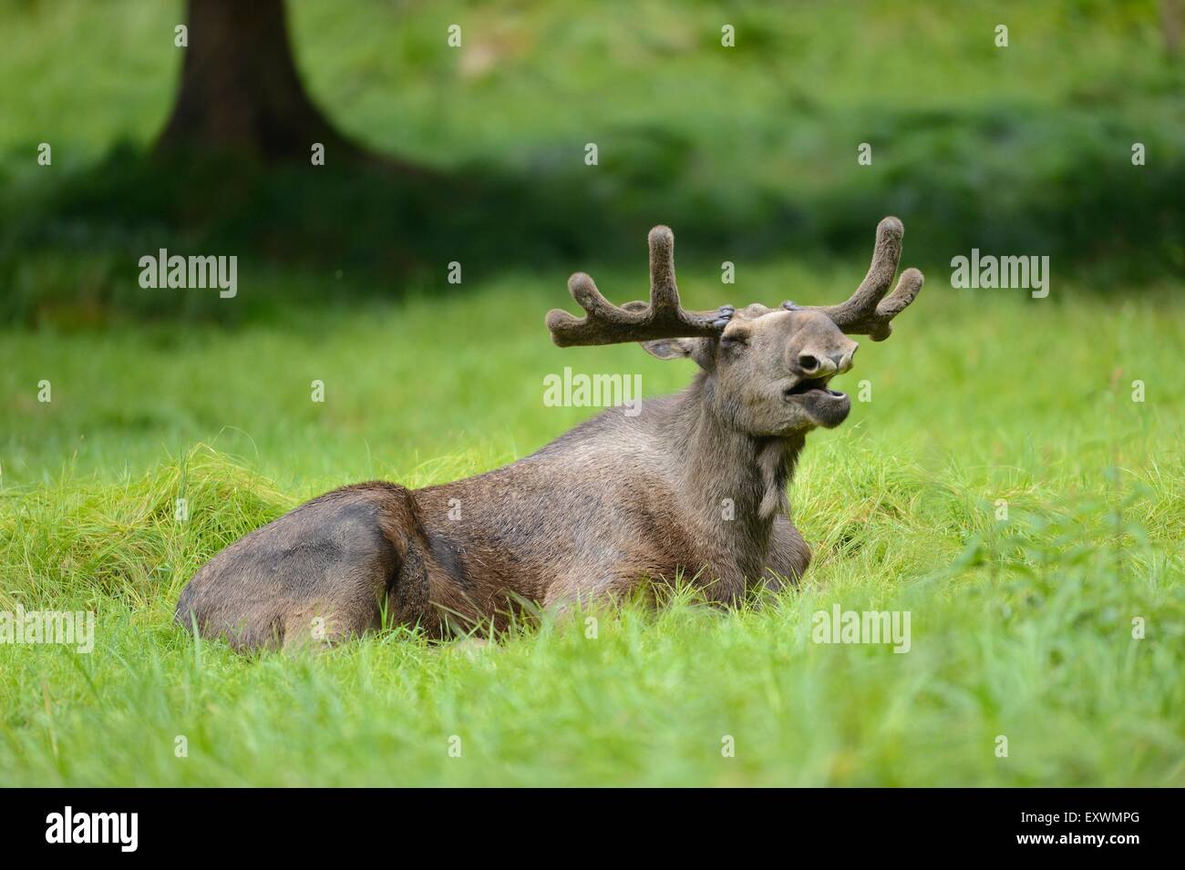 Male elk hi-res stock photography and images - Alamy