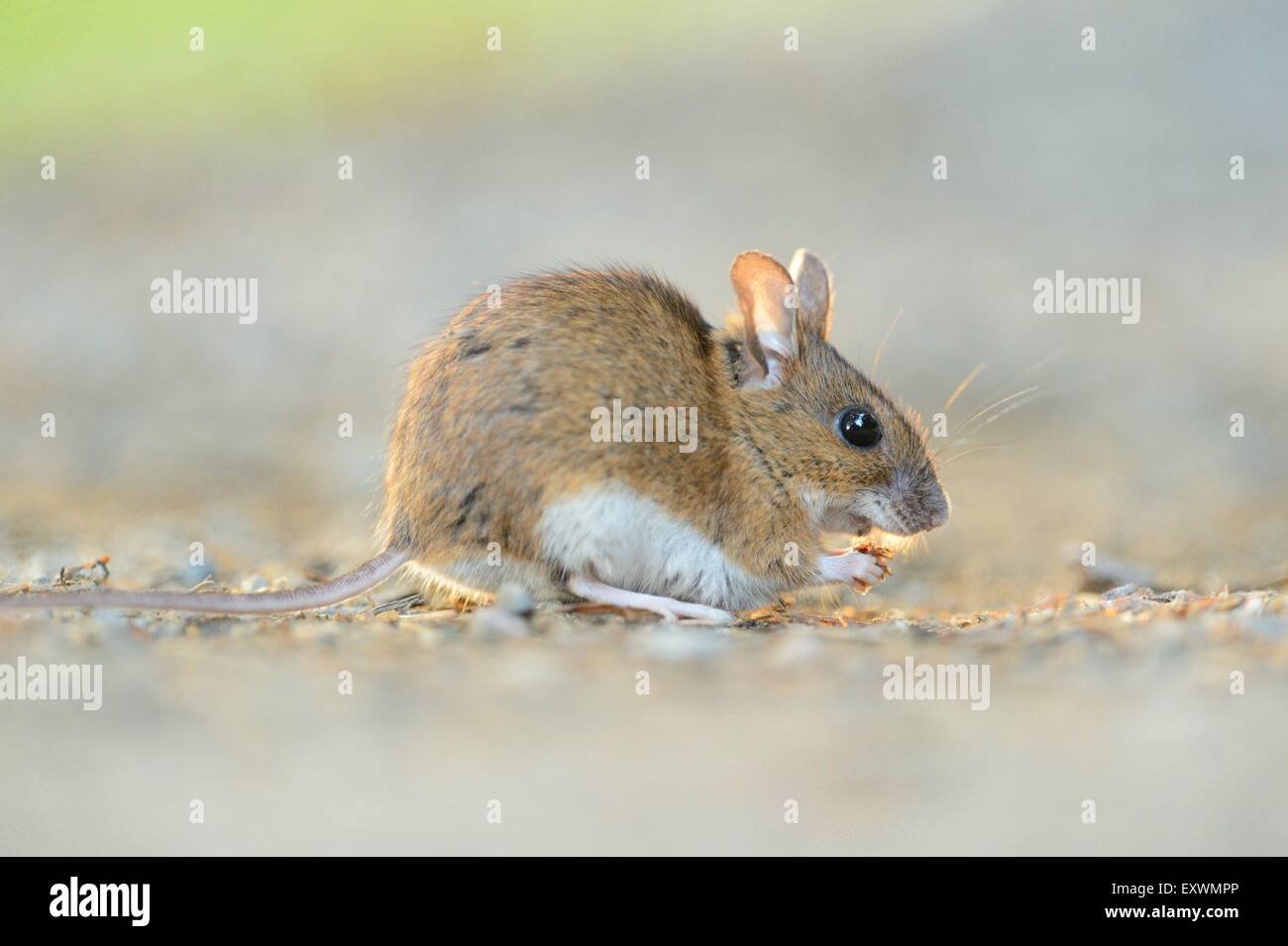 Wood mouse hi-res stock photography and images - Alamy