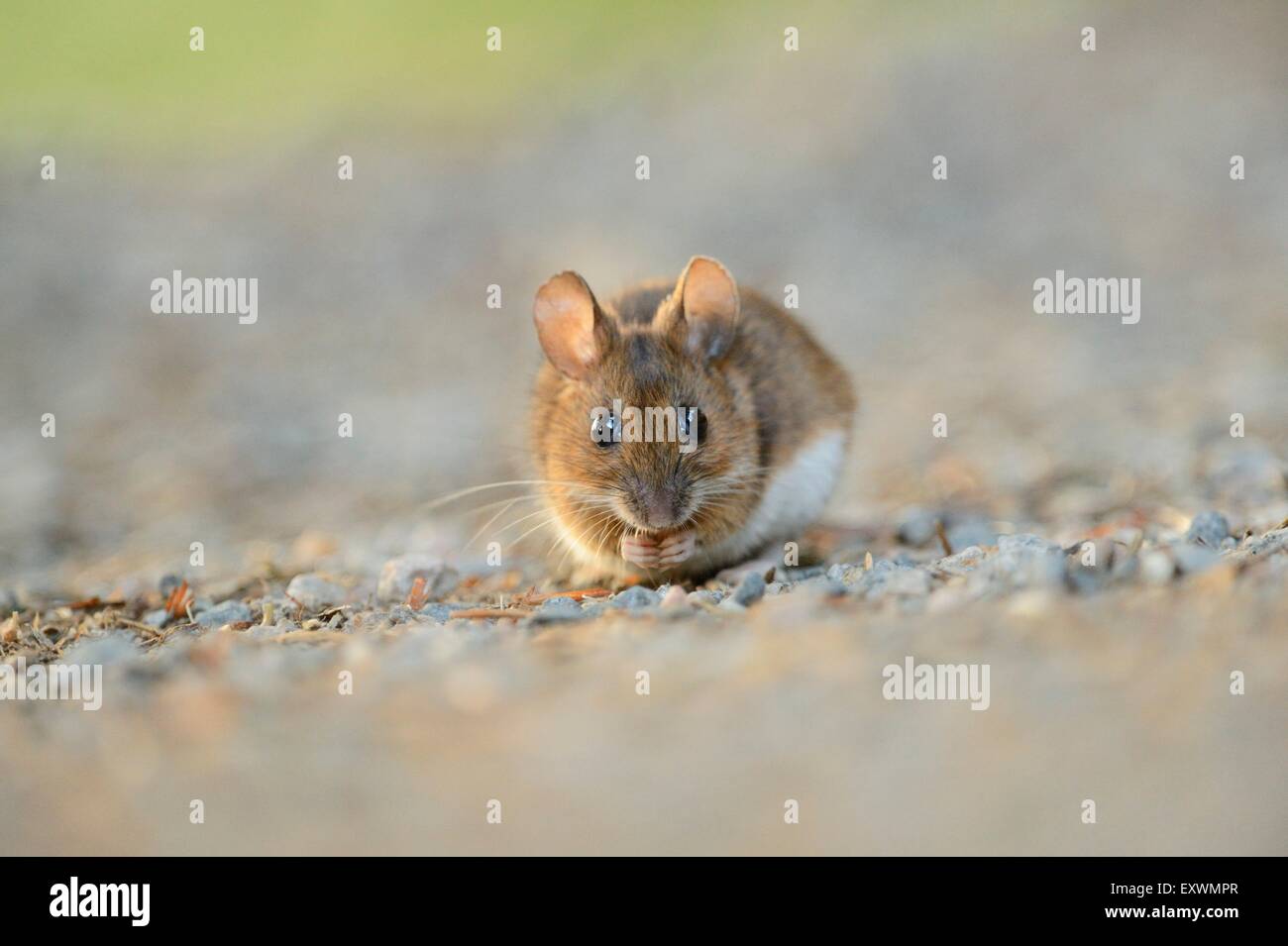 Wood mouse on a path in bavarian forest hi-res stock photography and ...