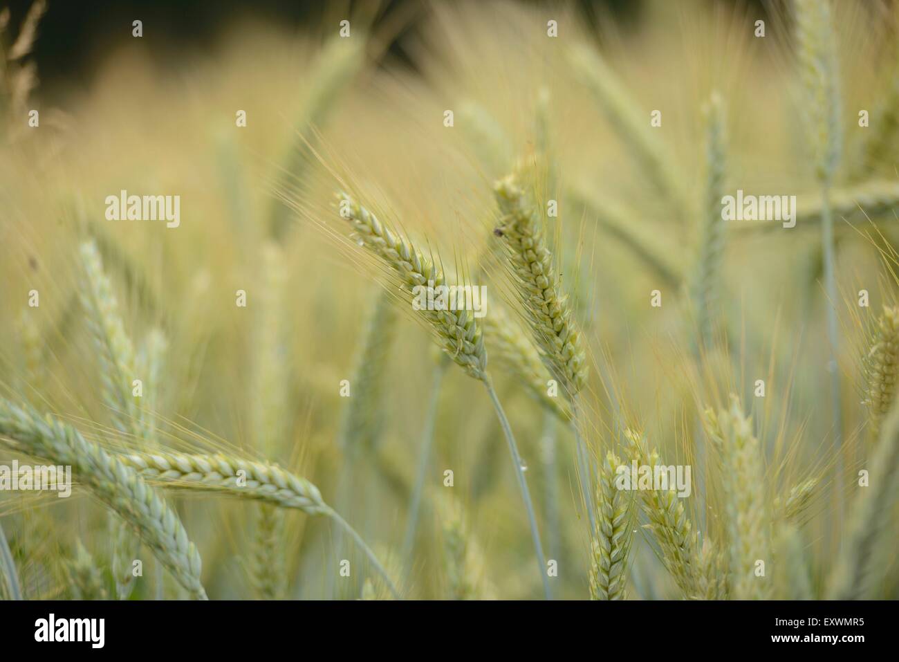 Field with barley plants hi-res stock photography and images - Alamy