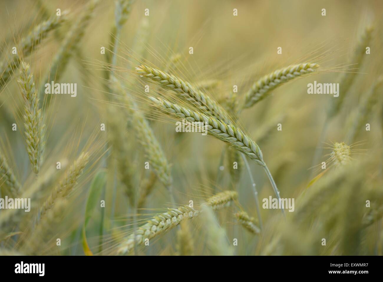 Barley field with hi-res stock photography and images - Alamy