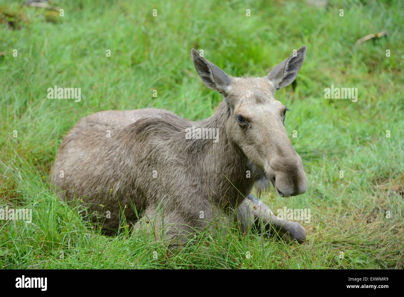 Elk lying in grass in Bavarian Forest, Germany Stock Photo - Alamy