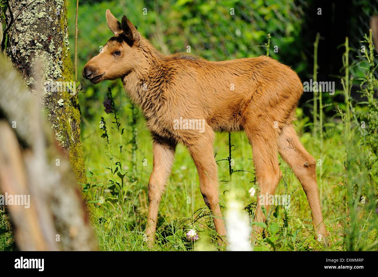 Elk youngster in Bavarian Forest, Germany Stock Photo - Alamy
