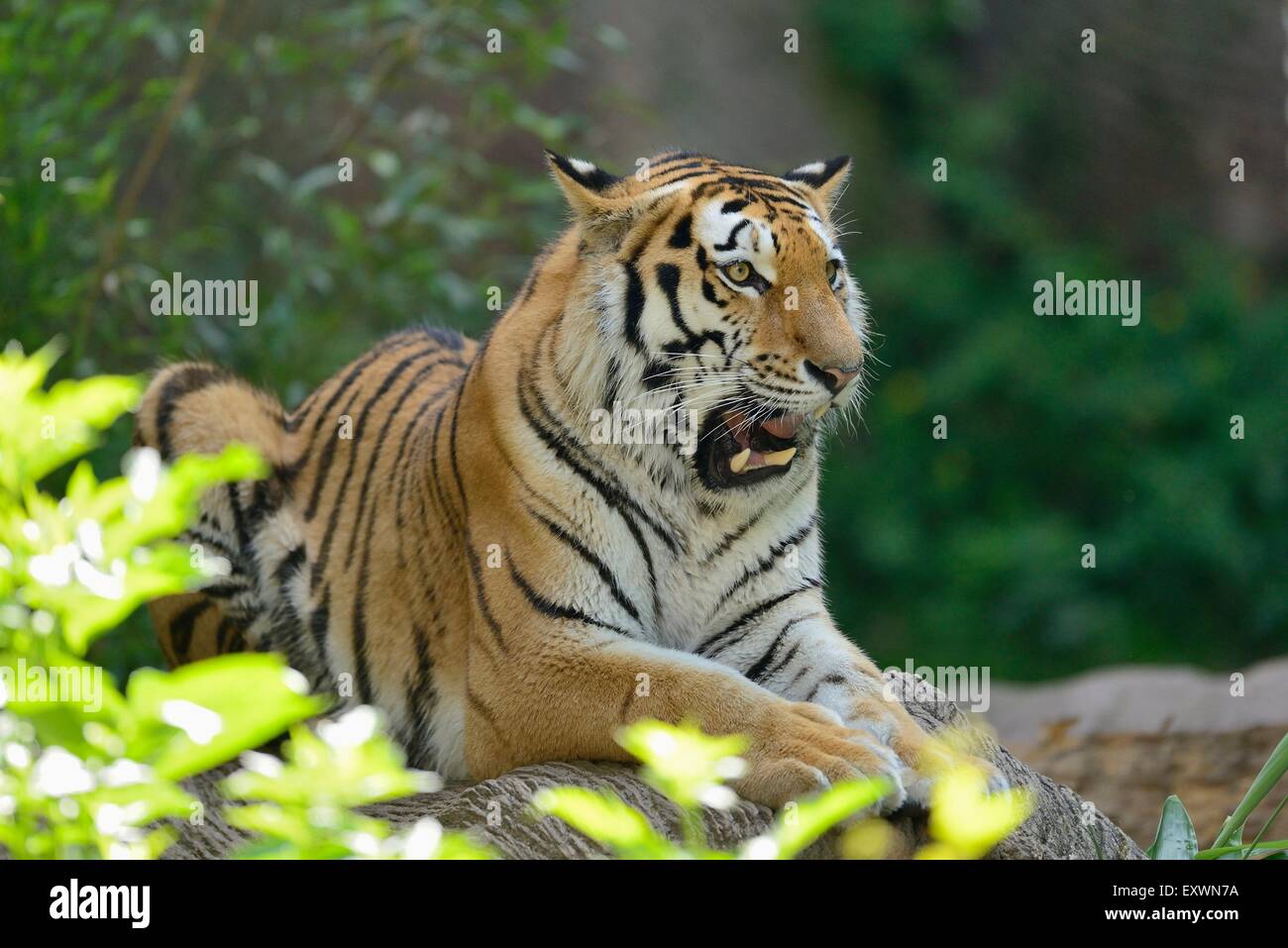 Siberian tiger lying, Bavaria, Germany Stock Photo - Alamy