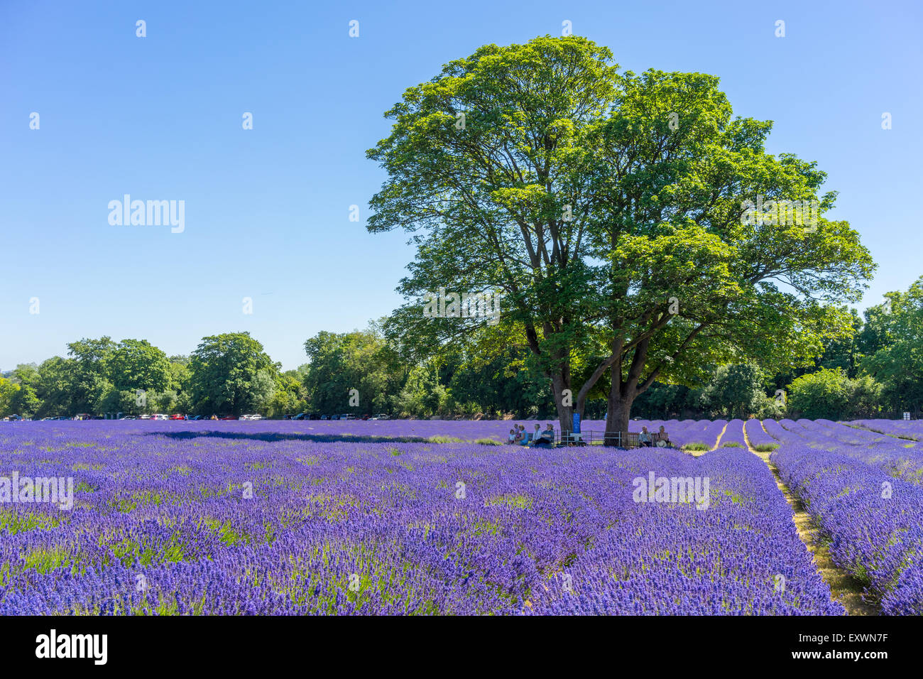 People enjoying a Lavender field in Banstead Surrey Stock Photo - Alamy